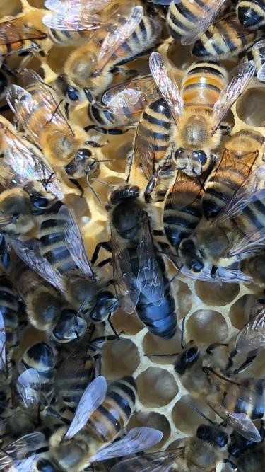 Adopt a Queen Bee - Buckley's Bees