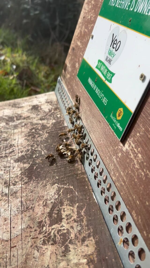 Contact - Buckley's Bees