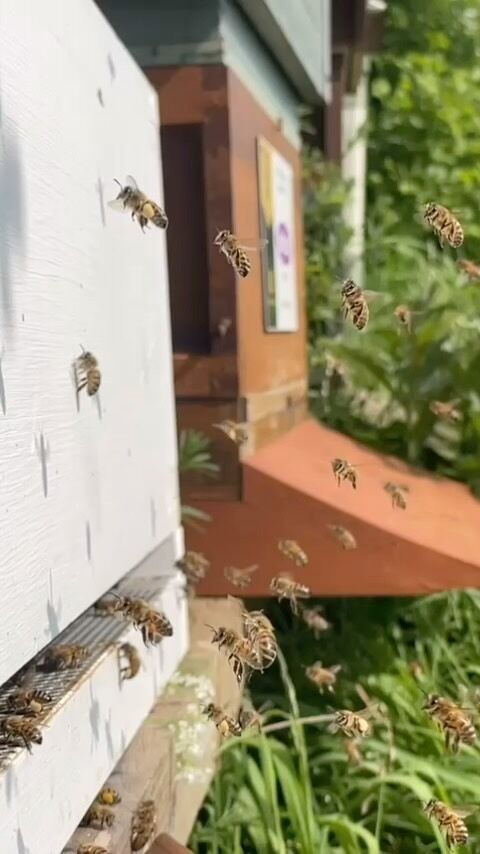 Contact - Buckley's Bees